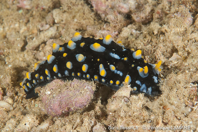 Phyllidia tula | DORIS