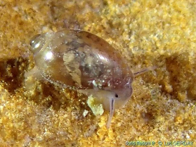 Physa fontinalis | DORIS