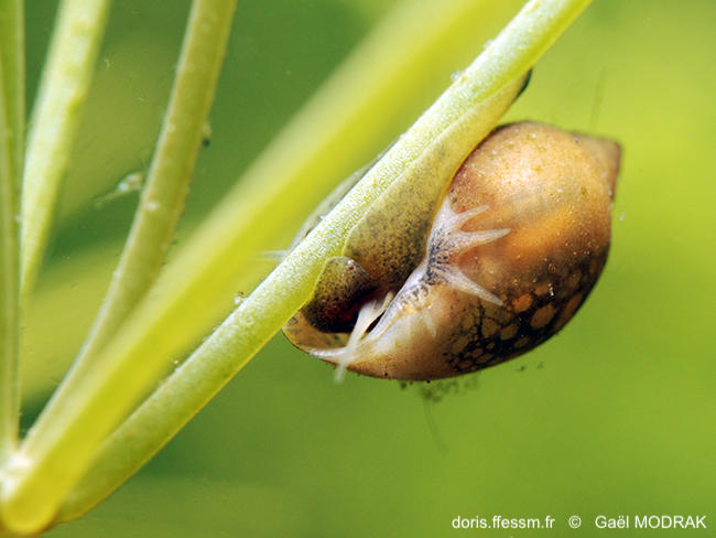 Physa fontinalis | DORIS