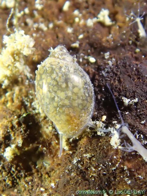 Physa fontinalis | DORIS