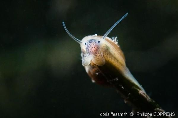 Physa fontinalis | DORIS