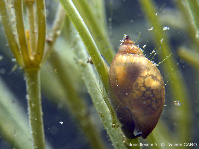 Physa fontinalis | DORIS