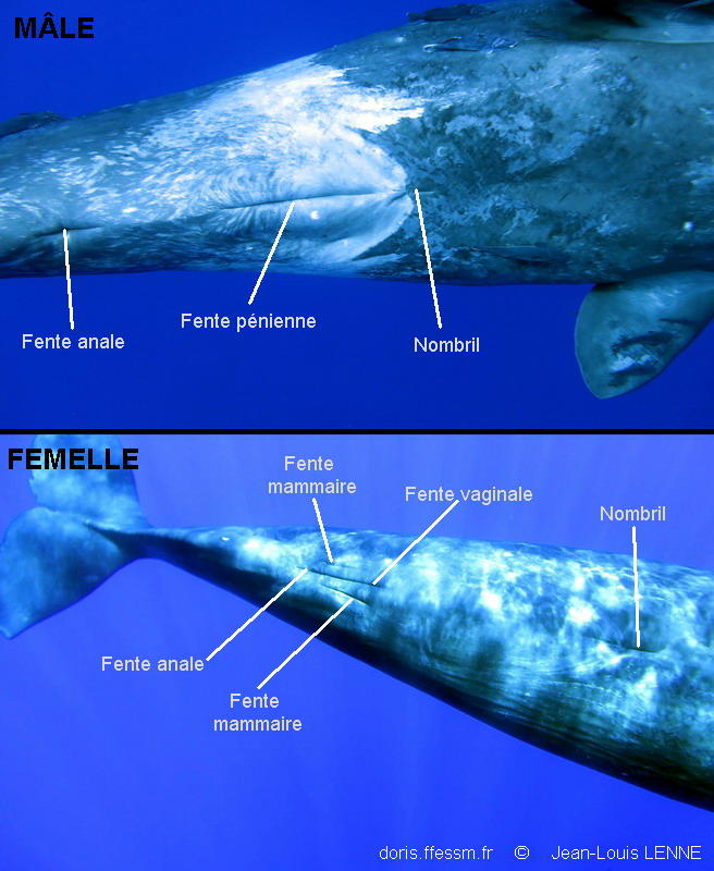Physeter macrocephalus | DORIS
