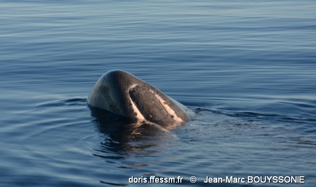 Physeter macrocephalus | DORIS