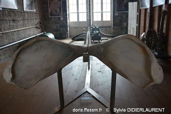 Physeter macrocephalus | DORIS