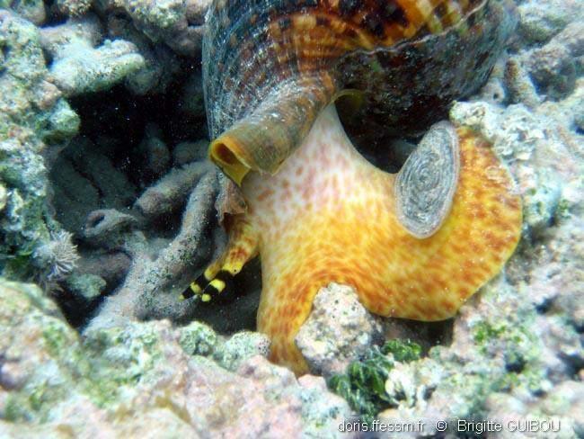 Charonia variegata | DORIS