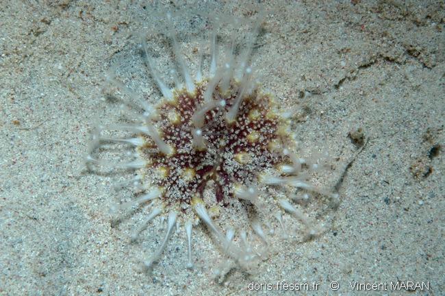 Renilla reniformis | DORIS