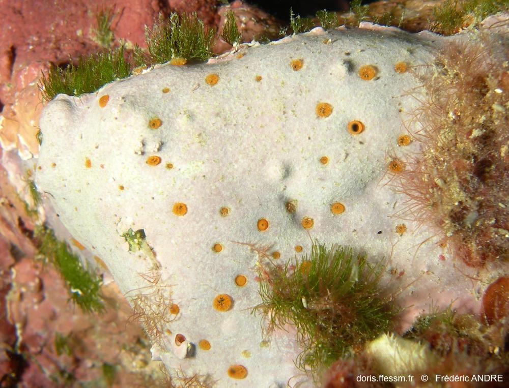 Pione vastifica | DORIS