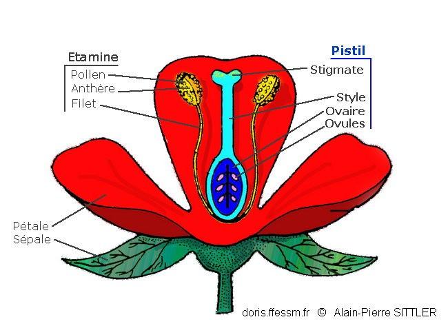 Pistil | Glossaire DORIS