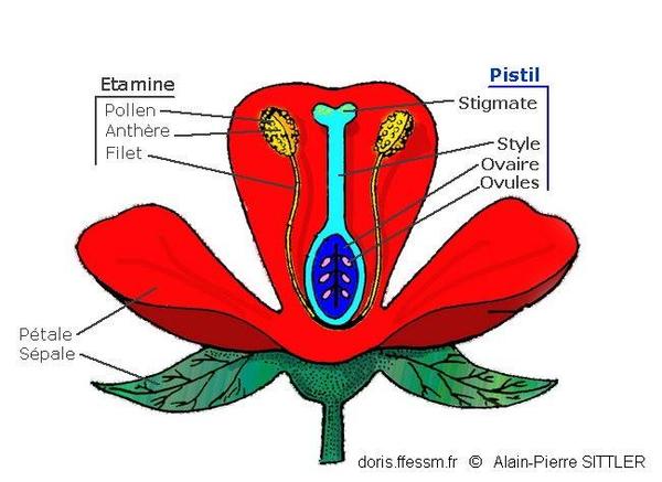Pistil | Glossaire DORIS