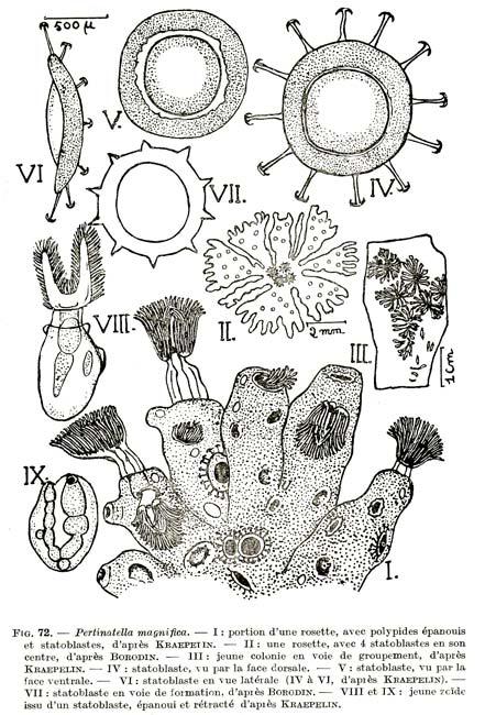Pectinatella magnifica | DORIS