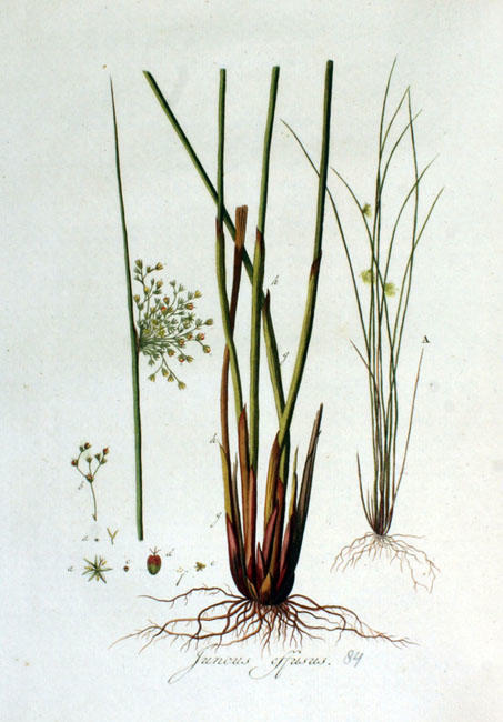 Juncus effusus | DORIS