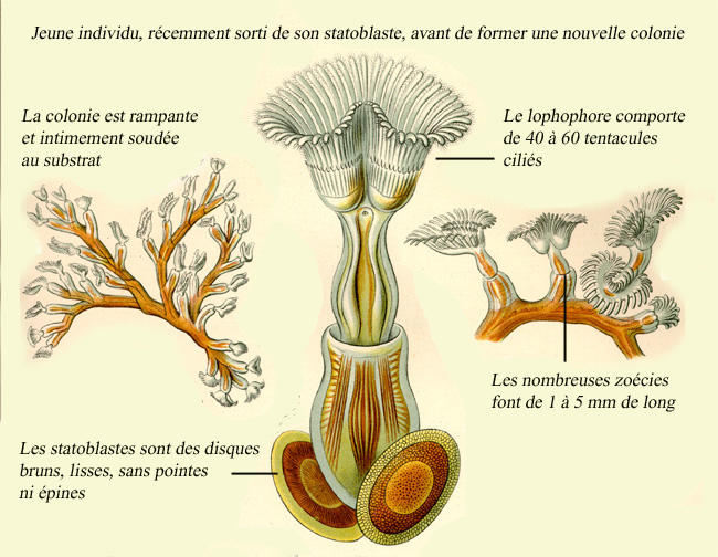 Plumatella repens | DORIS