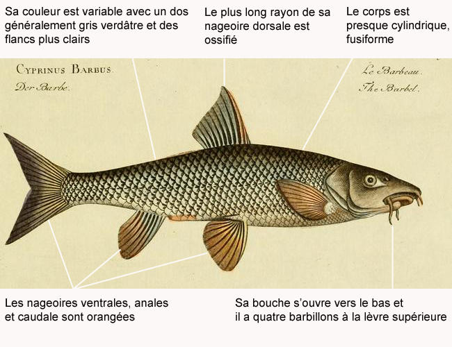 Barbus barbus | DORIS