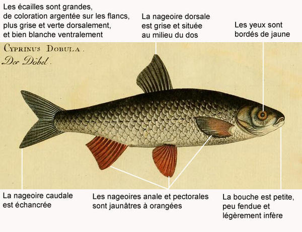 Leuciscus leuciscus | DORIS