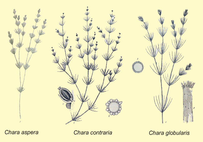 Characeae (famille) | DORIS
