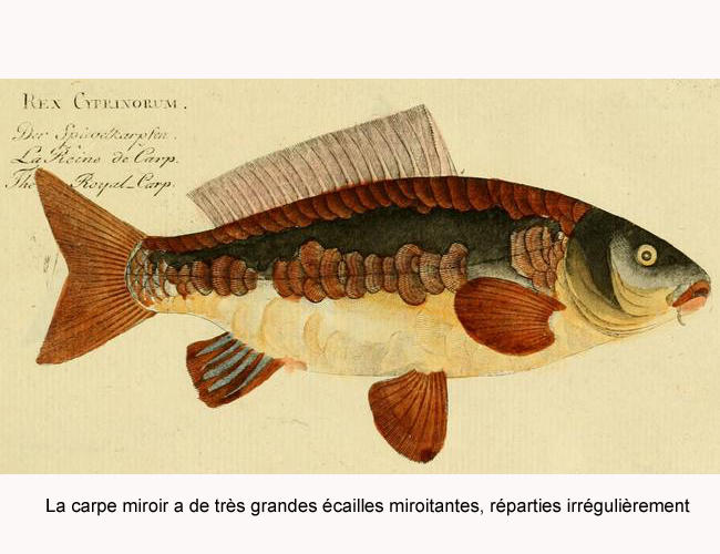 Cyprinus carpio | DORIS