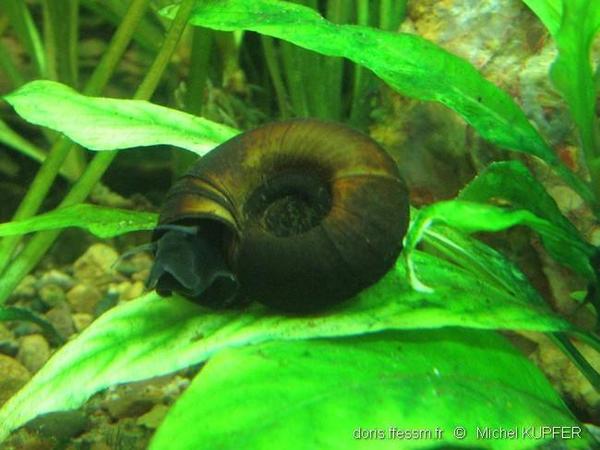 Planorbarius corneus | DORIS