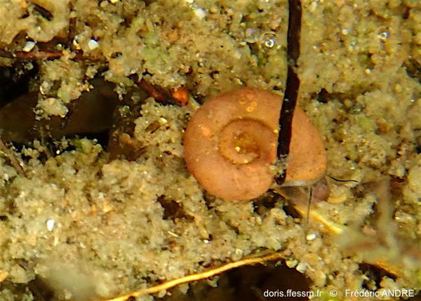 Planorbis moquini | DORIS