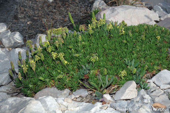 Plantago subulata | DORIS