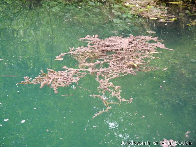 Planktothrix rubescens | DORIS