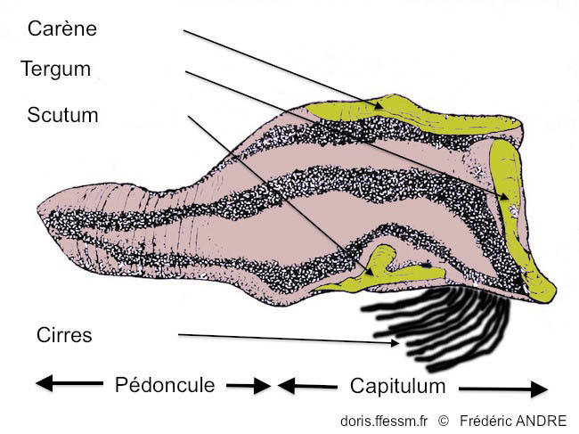 Conchoderma virgatum | DORIS