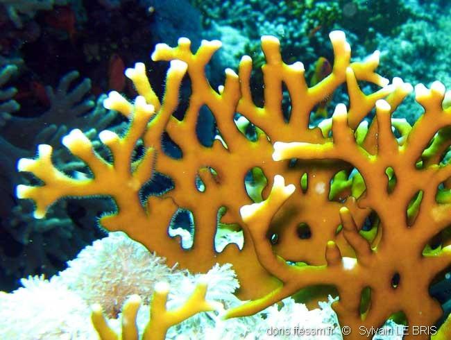 Millepora dichotoma | DORIS