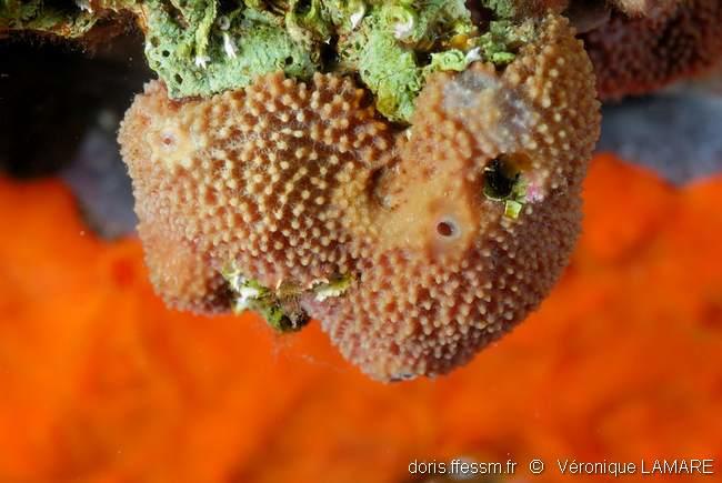 Ircinia variabilis | DORIS