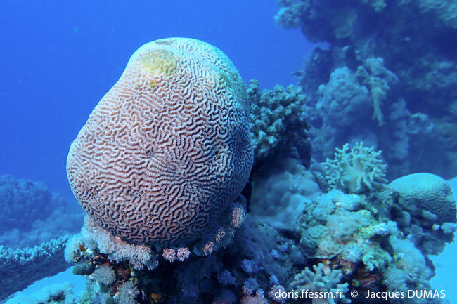 Platygyra daedalea | DORIS
