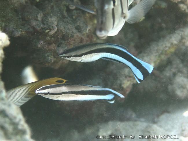 Labroides dimidiatus | DORIS