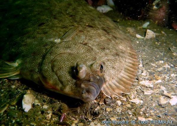 Pseudopleuronectes americanus | DORIS
