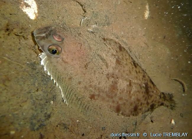 Pseudopleuronectes americanus | DORIS