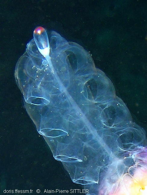 Physophora hydrostatica | DORIS