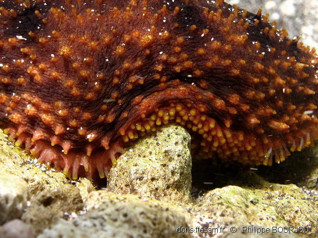 Holothuria (Semperothuria) cinerascens | DORIS