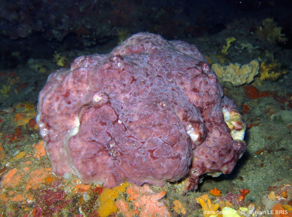 Poecilosclerida (ordre) sp. 57 s | DORIS