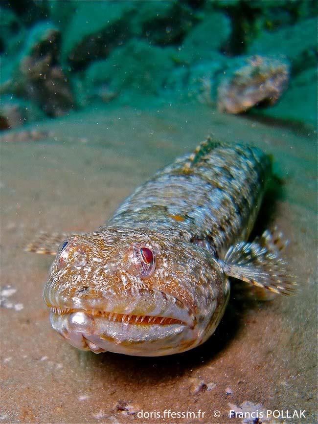 Synodus synodus | DORIS