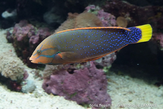 Coris gaimard | DORIS