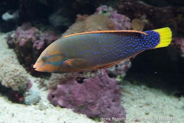 Coris gaimard | DORIS