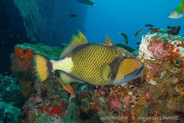 Balistoides viridescens | DORIS