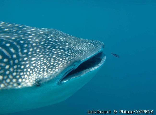 Rhincodon typus | DORIS