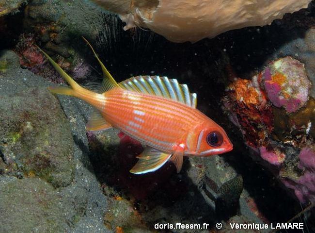 Holocentrus rufus | DORIS