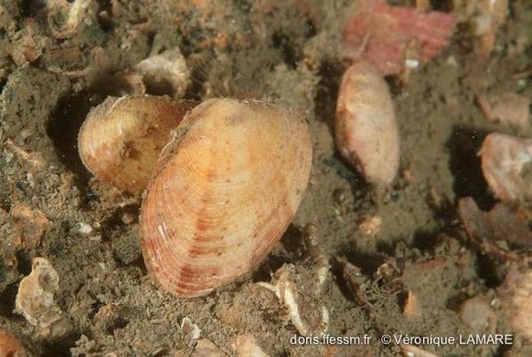 Polititapes rhomboides | DORIS