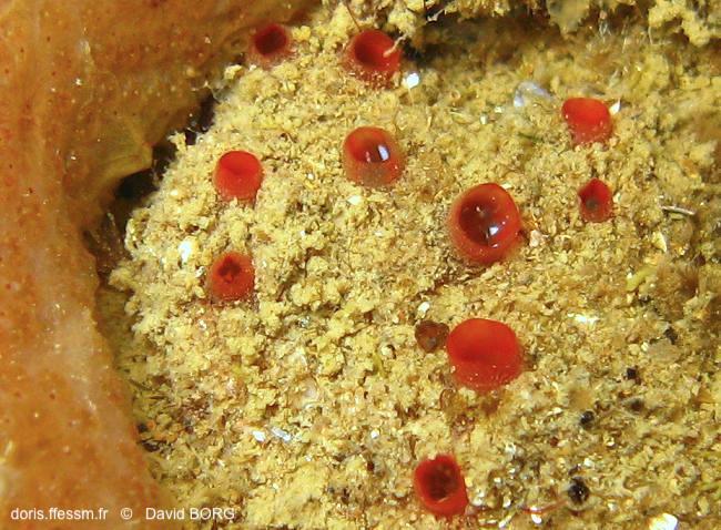 Polycarpa fibrosa | DORIS