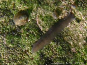 Polycelis felina | DORIS