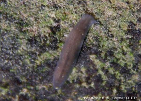 Polycelis felina | DORIS