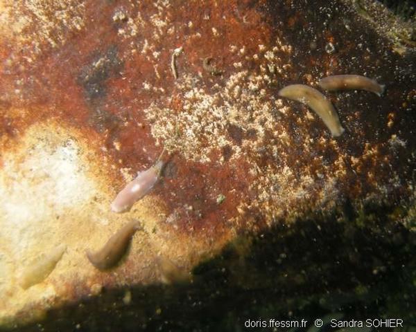 Polycelis felina | DORIS