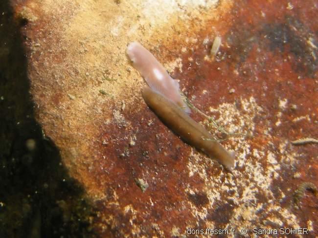 Polycelis felina | DORIS