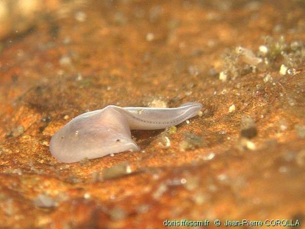 Polycelis spp. | DORIS