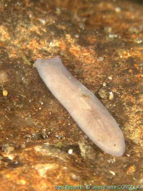 Polycelis spp. | DORIS