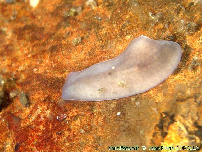 Polycelis spp. | DORIS